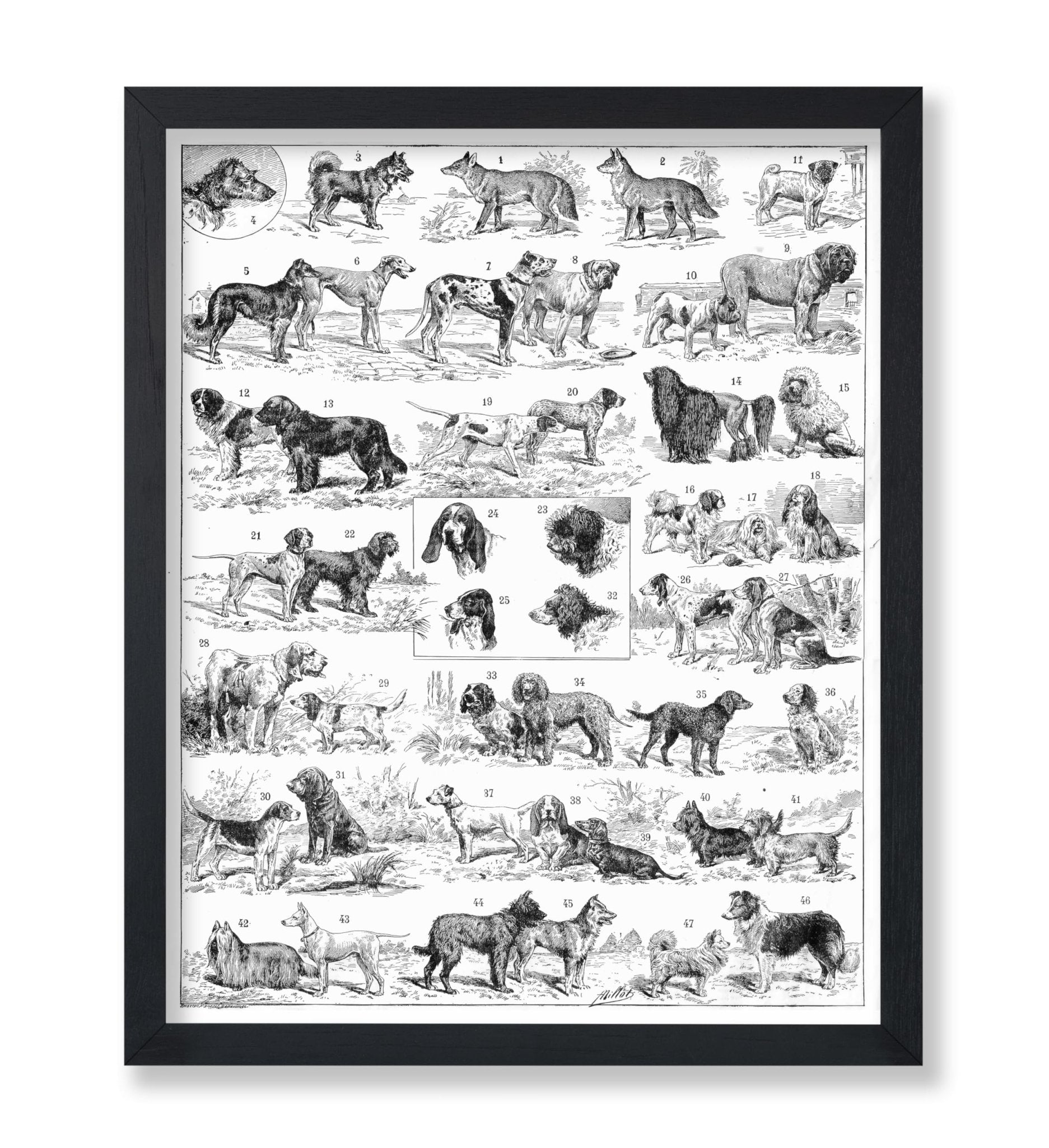 Dog Breeds Chart – Poster Master