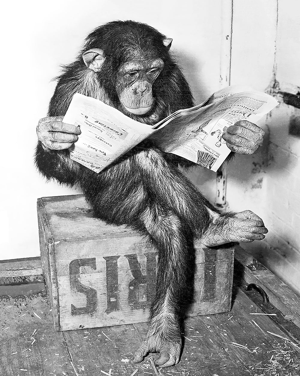 Chimpanzee Reading Newspaper – Poster Master
