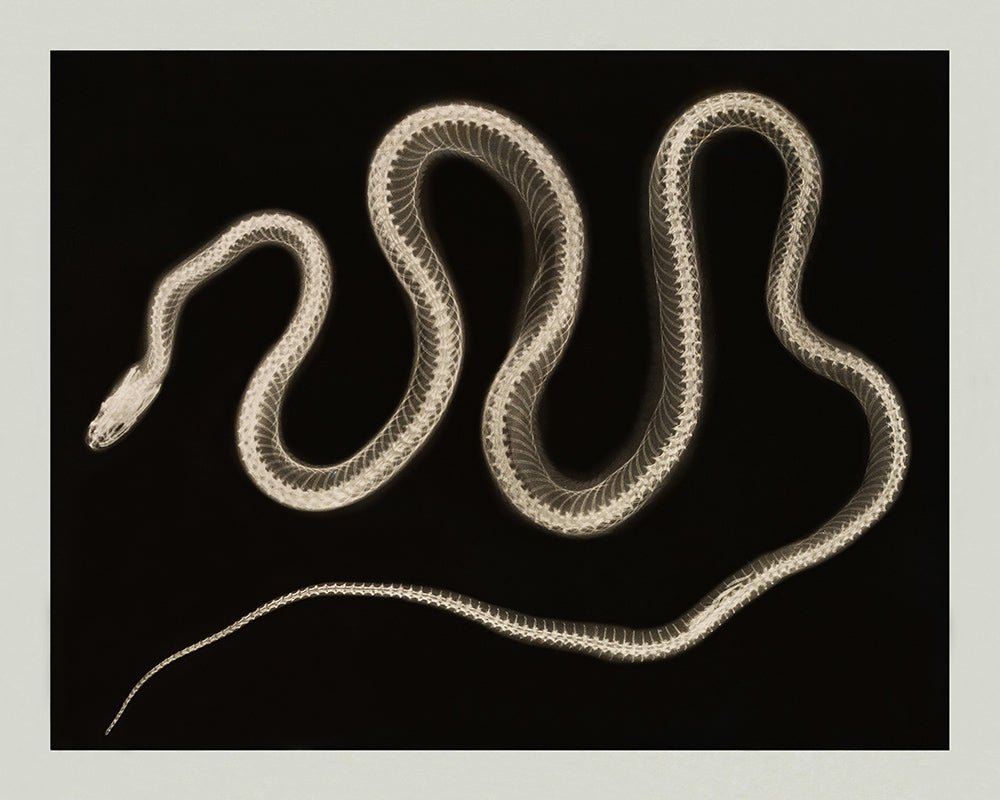 Snake X-ray – Poster Master