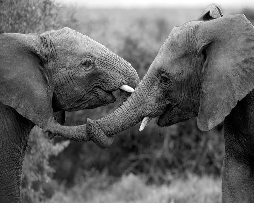 Caring Elephants – Poster Master