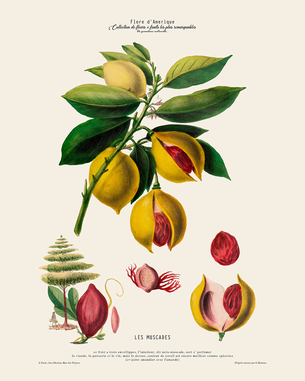 Nutmeg Plant – Poster Master