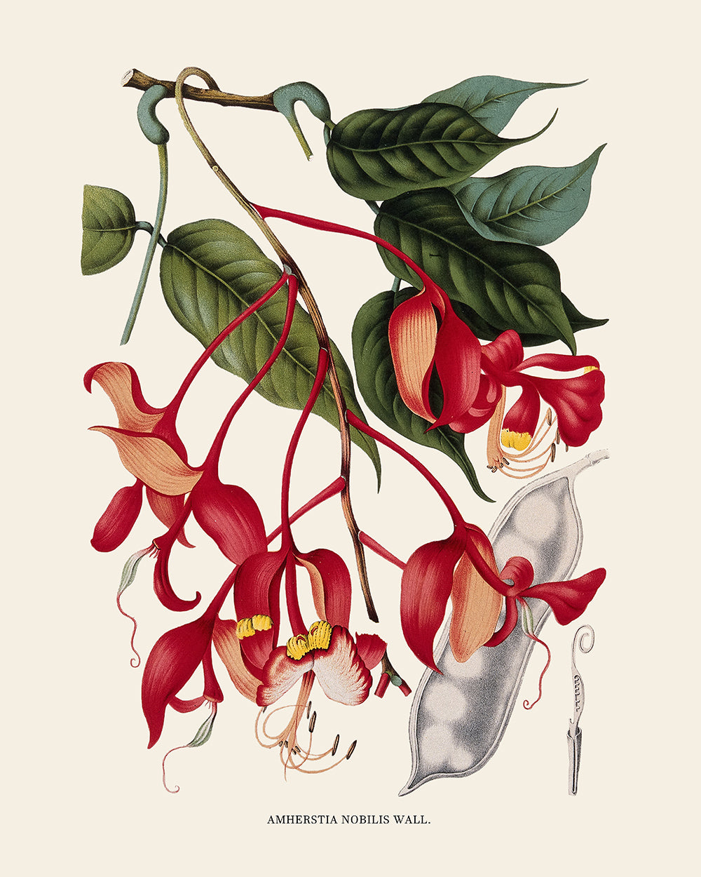 Amherstia Nobilis – Poster Master